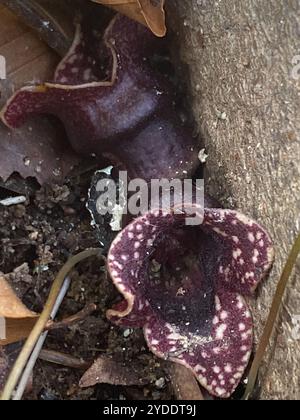 little heartleaf (Asarum minus Stock Photo - Alamy