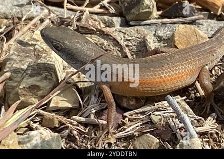 Rainbow skink (Carlia pectoralis Stock Photo - Alamy