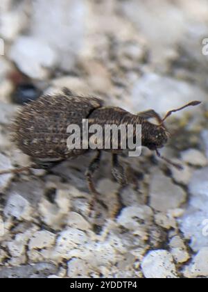 Clover Weevil (Sitona hispidulus Stock Photo - Alamy