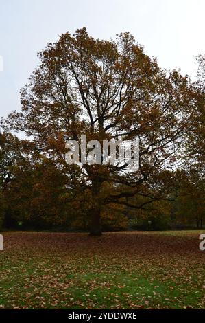 Autumn colours in Sutton Park, Sutton Coldfield, West Midlands, England ...