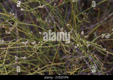 threadleaf chaff flower (Alternanthera filifolia Stock Photo - Alamy