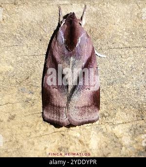 Flat-bodied moths (Depressariidae Stock Photo - Alamy