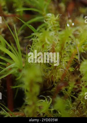 Elongate Rock Moss (Racomitrium elongatum Stock Photo - Alamy