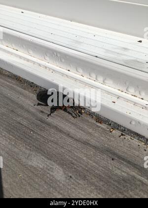 South American Palm Weevil (Rhynchophorus palmarum Stock Photo - Alamy