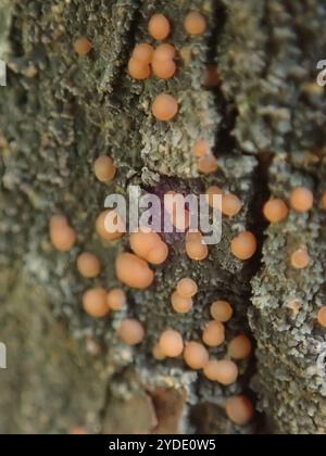 Pink-eyed Shingle Lichen (Vahliella saubinetii Stock Photo - Alamy