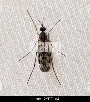 Window Gnat (Sylvicola fenestralis Stock Photo - Alamy