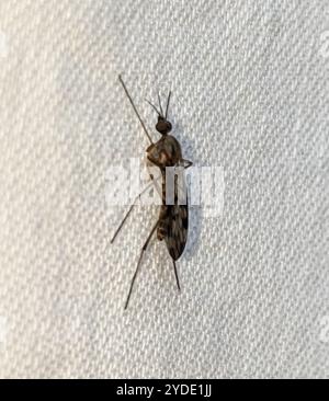 Window Gnat (Sylvicola fenestralis Stock Photo - Alamy