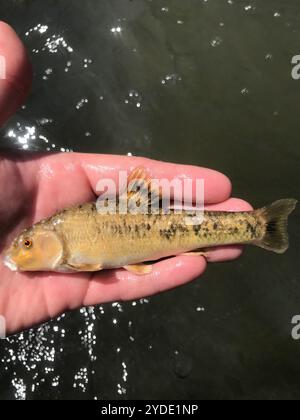 Central Stoneroller (Campostoma anomalum Stock Photo - Alamy
