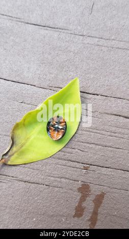 Metallic Blue Lady Beetle (Curinus coeruleus Stock Photo - Alamy