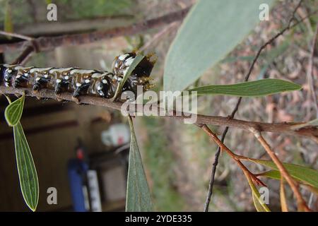 Banksia Moth (Psalidostetha banksiae Stock Photo - Alamy