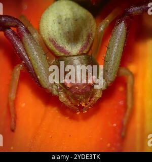 Rosy-banded crab spider (Misumenops rubrodecoratus Stock Photo - Alamy