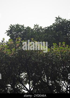 Red Machilus (Machilus thunbergii Stock Photo - Alamy