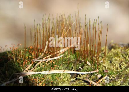 Curve-leaved Ditrichum (Ditrichum heteromallum Stock Photo - Alamy
