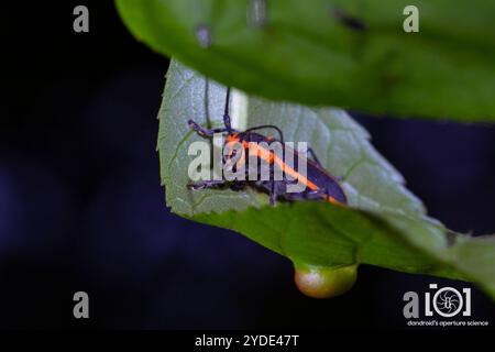 Red-edged Saperda (Saperda lateralis Stock Photo - Alamy