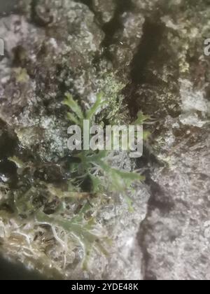 Great Ciliated Lichen (Anaptychia ciliaris Stock Photo - Alamy