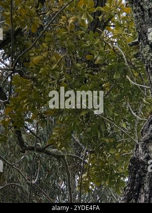 oak mistletoe (Phoradendron villosum Stock Photo - Alamy