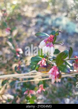 Shiny blueberry (Vaccinium myrsinites Stock Photo - Alamy