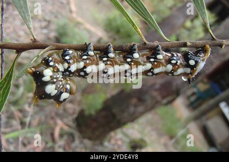 Banksia Moth (Psalidostetha banksiae Stock Photo - Alamy