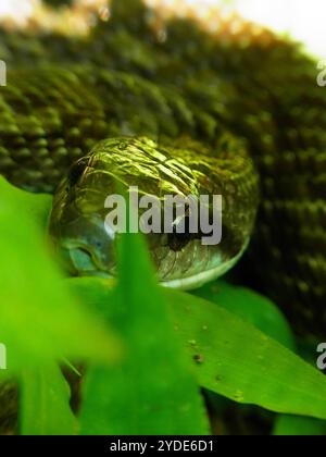 Japanese Ratsnake (Elaphe climacophora Stock Photo - Alamy