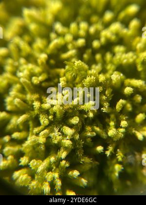 Yellow Yarn Moss (Claopodium rostratum) Plantae Stock Photo - Alamy