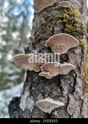 Ochre Bracket (Trametes ochracea Stock Photo - Alamy