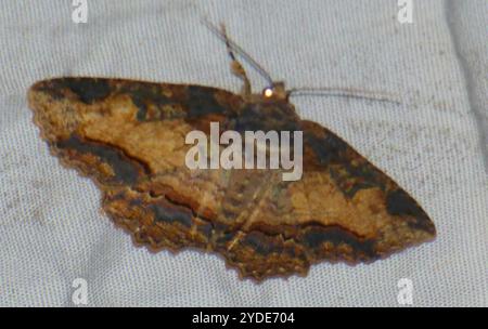Colorful Zale Moth (Zale minerea Stock Photo - Alamy
