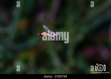 Peg-legged Compost Fly (Syritta flaviventris Stock Photo - Alamy