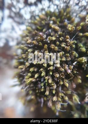 Black Rock Moss (Andreaea rupestris) Plantae Stock Photo - Alamy