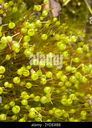 common bladder moss (Physcomitrium pyriforme Stock Photo - Alamy
