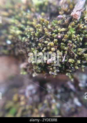 Black Rock Moss (Andreaea rupestris) Plantae Stock Photo - Alamy