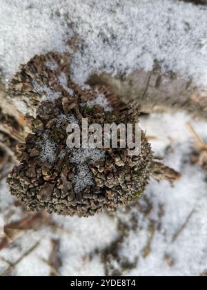 Alder Root Gall Bacteria (Frankia alni Stock Photo - Alamy