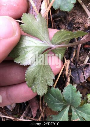 Black Snakeroot (Sanicula canadensis Stock Photo - Alamy
