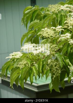 Large-Leaf Dogwood (Cornus macrophylla), Plantae, 台灣桃園市 Stock Photo - Alamy