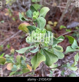 garberia (Garberia heterophylla Stock Photo - Alamy