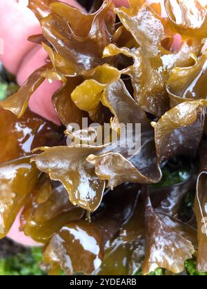 Iridescent Algae (Mazzaella Stock Photo - Alamy