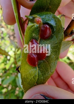 Willow Apple Gall Sawfly (Euura californica Stock Photo - Alamy
