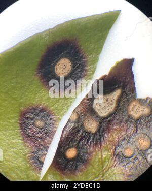 Mountain Laurel Leaf Spot (Mycosphaerella colorata Stock Photo - Alamy