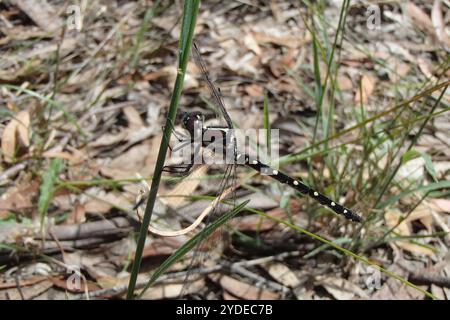Mountain Tigertail (Eusynthemis tillyardi Stock Photo - Alamy