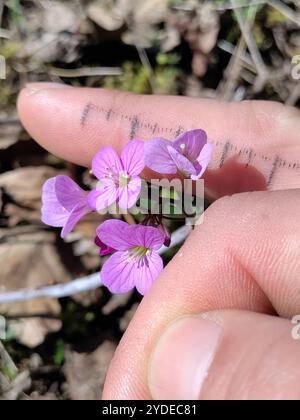 Nuttall's toothwort (Cardamine nuttallii Stock Photo - Alamy