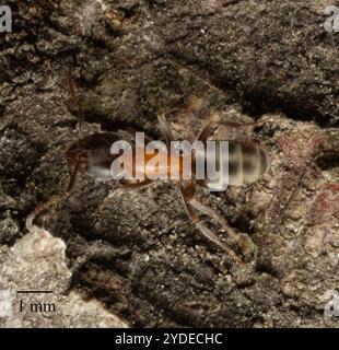 Western Velvety Tree Ant (Liometopum occidentale Stock Photo - Alamy