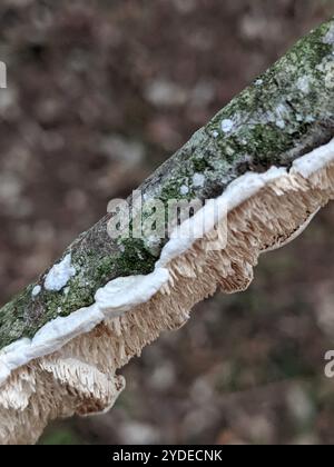 Milk-white Toothed Polypore (Irpex lacteus Stock Photo - Alamy