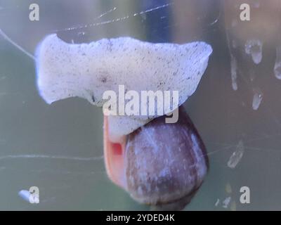 California Cone (Californiconus californicus Stock Photo - Alamy
