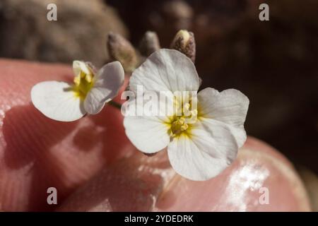 white bladderpod (Physaria purpurea Stock Photo - Alamy
