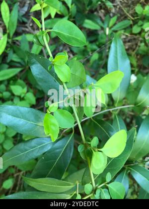Native Bougainvillea (Pisonia aculeata Stock Photo - Alamy