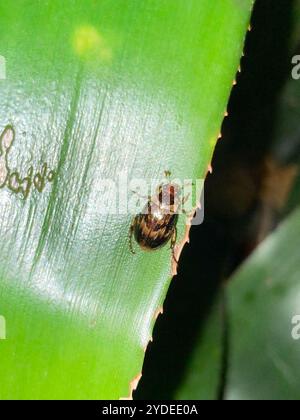 Pale and Green Leaf Chafers (Anomala Stock Photo - Alamy