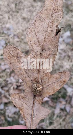 Hedgehog Gall Wasp (Acraspis erinacei Stock Photo - Alamy