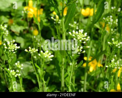 garlic penny-cress (Mummenhoffia alliacea Stock Photo - Alamy