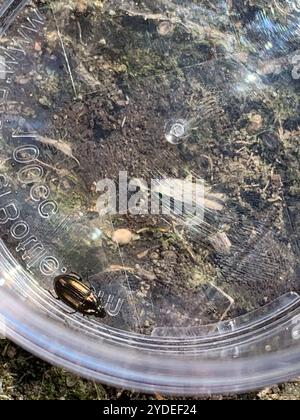 Sun Beetles (Amara Stock Photo - Alamy