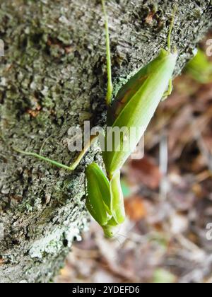 Giant Asian Mantis (Hierodula patellifera) Insecta Stock Photo - Alamy