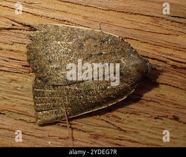 Pale-bordered Cape-moth (Authaemon stenonipha), Insecta, Hobart TAS ...